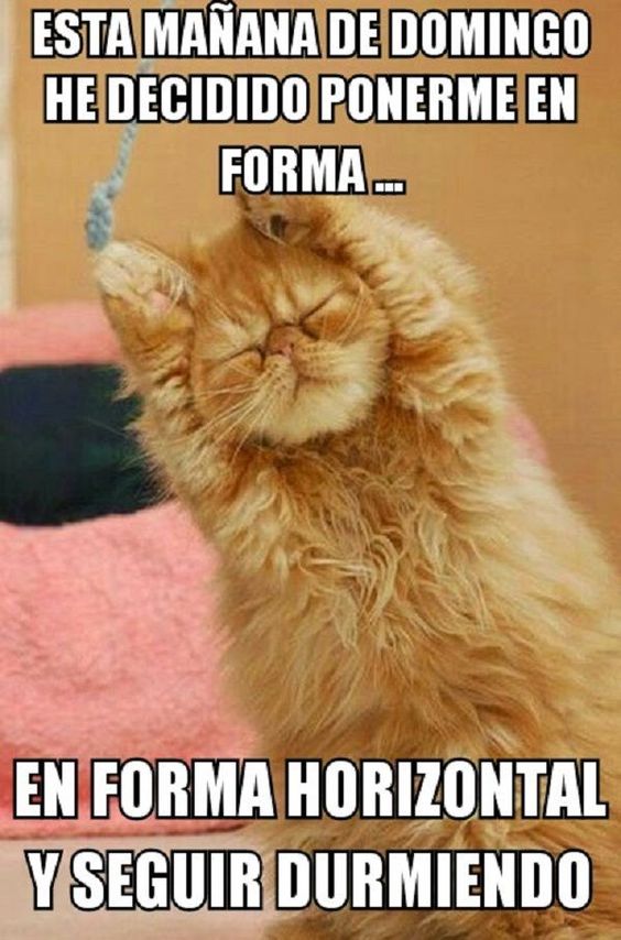 Feliz Domingo archivos - Mejores Memes