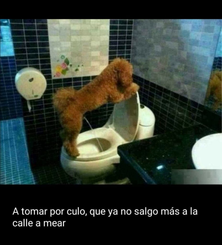 Perrito meando en el water - Mejores Memes